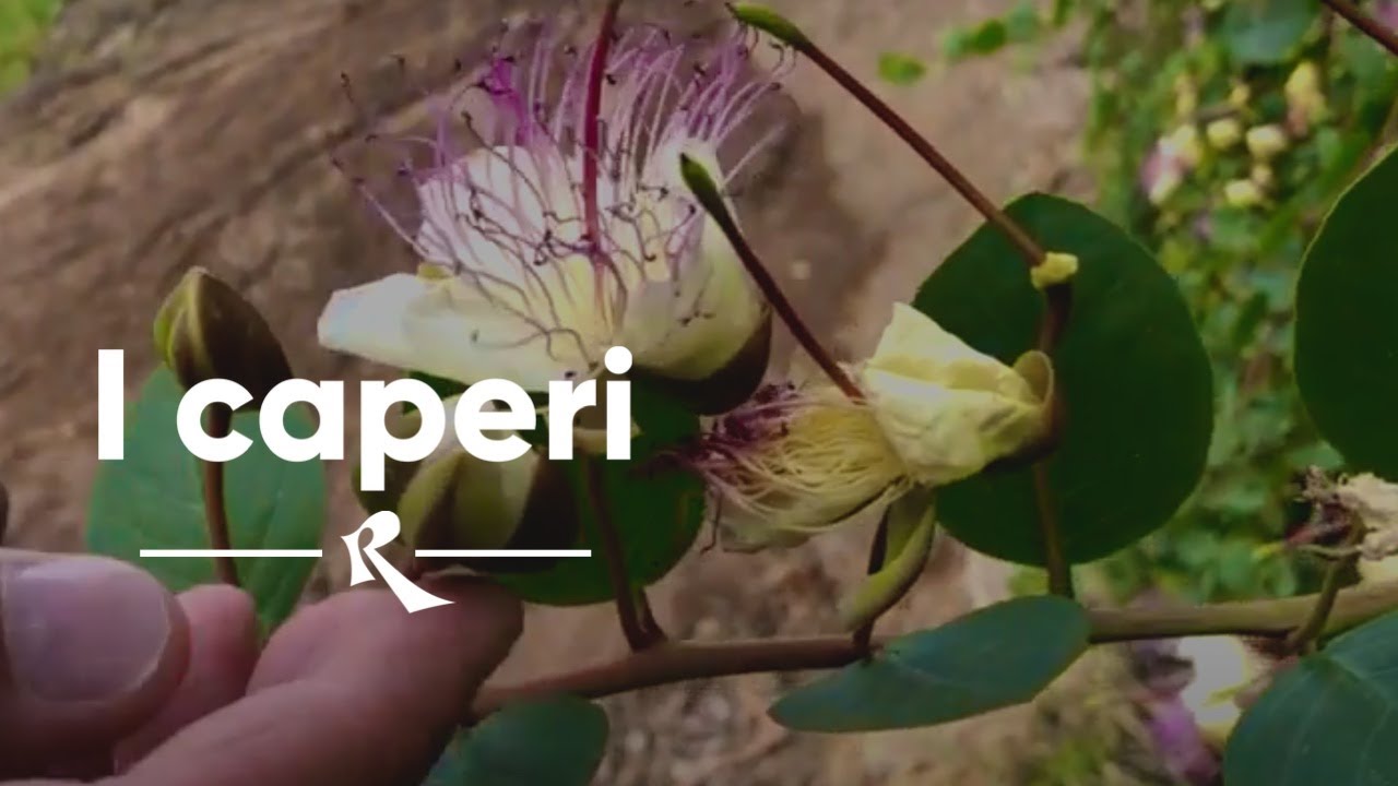 I CAPPERI - What is a caper - Nino Caravaglio - YouTube