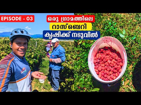 ഒരു ഗ്രാമത്തിലെ Raspberry കൃഷിക്ക് നടുവിൽ | I Saw A Raspberry ...