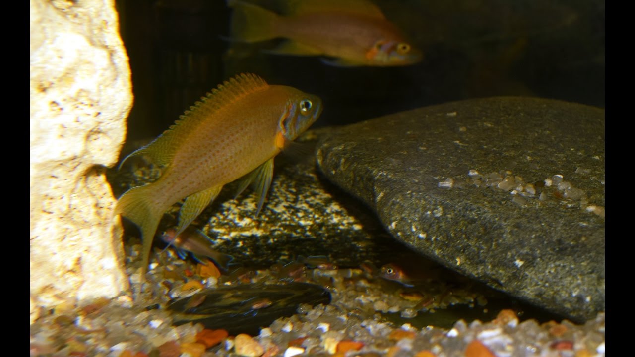 Neolamprologus pulcher sp. "Daffodil" - разновозрастный малек - YouTube