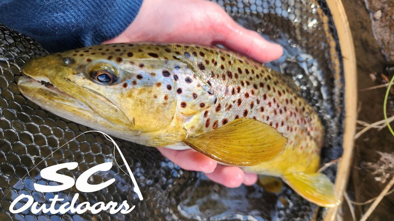 Early Spring Wild Brown Trout - Pennsylvania Fly Fishing - YouTube