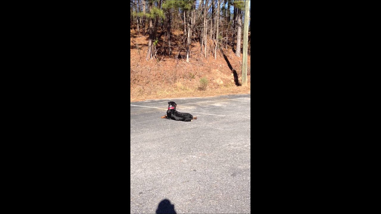 Atlanta dog trainer Tenasity - YouTube