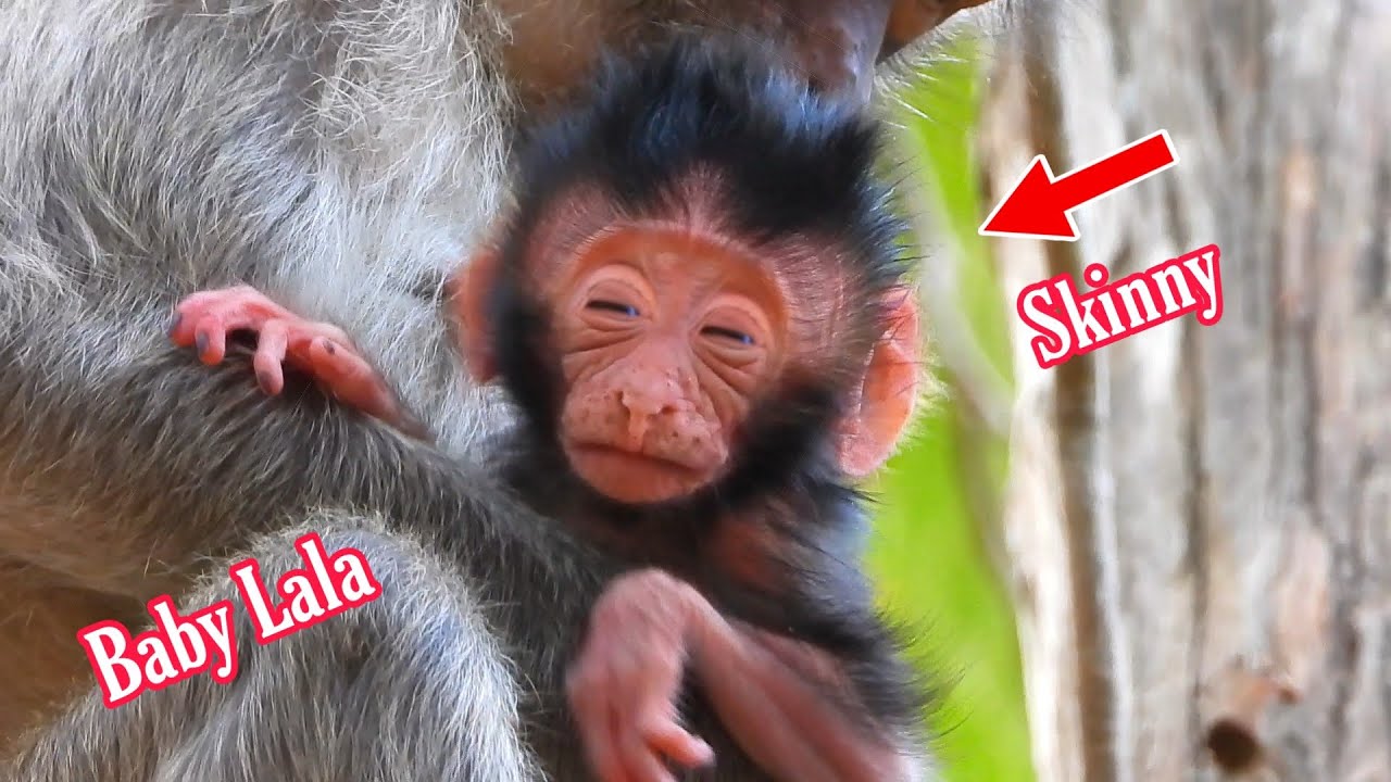 Billion Pitiful!!.& Very Adorable Skinny Baby Monkey Wildlife, Lala ...