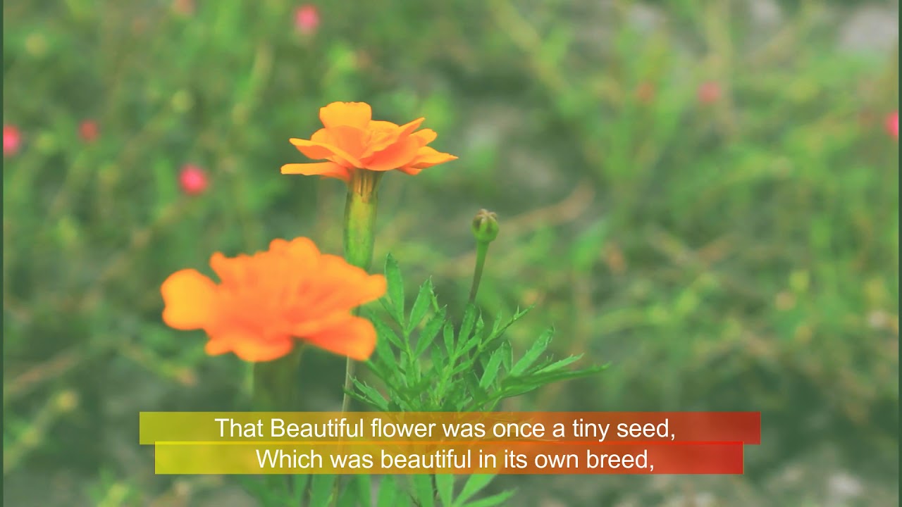 Beautiful Flower Poetry - YouTube