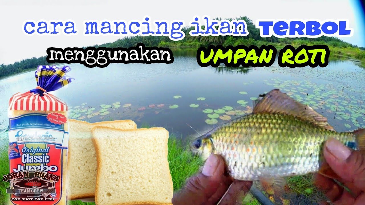 cara mancing ikan terbol menggunakan umpan roti - YouTube