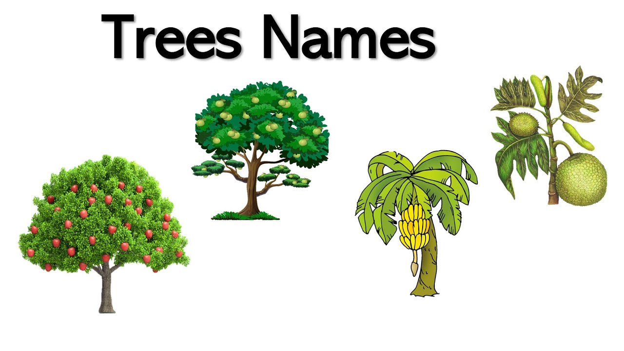 Trees Name In English || Trees Name || 20 Trees Names || Trees Names ...