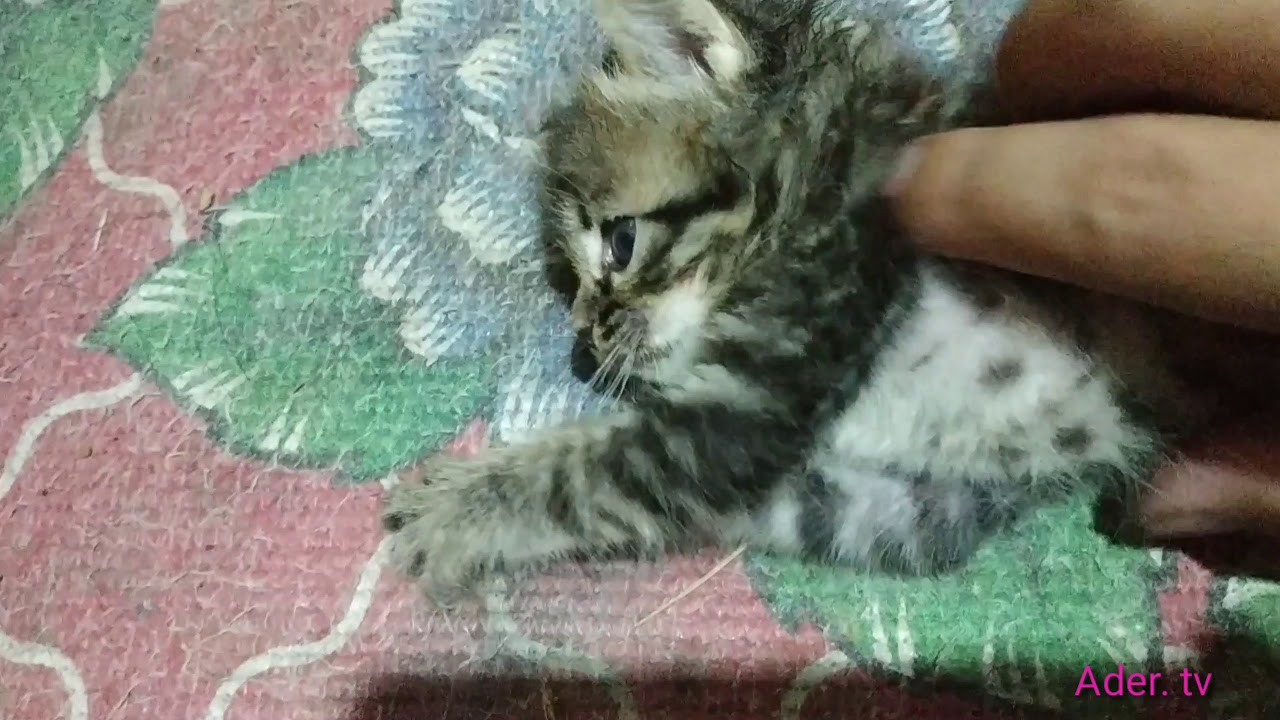 Kucing ku #kucinglucu - YouTube