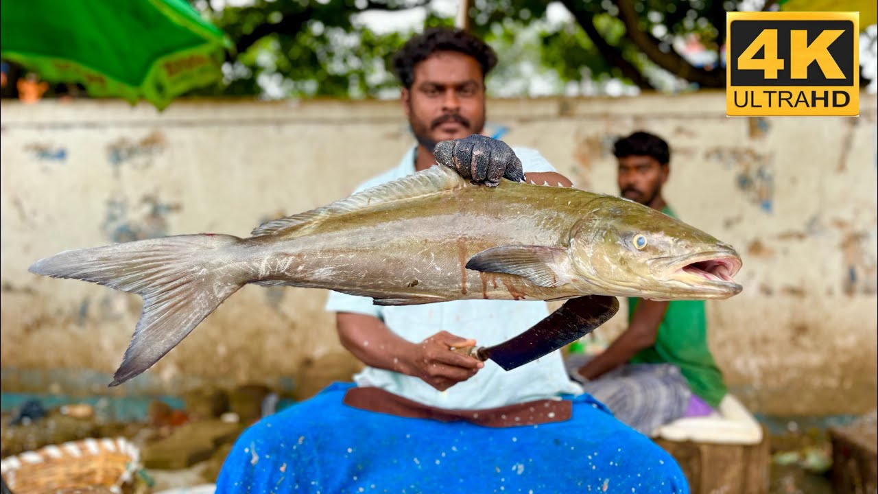 Kadora fish cutting video/fishcuttingrs#fishcuttingrs #fish #kasimedu ...