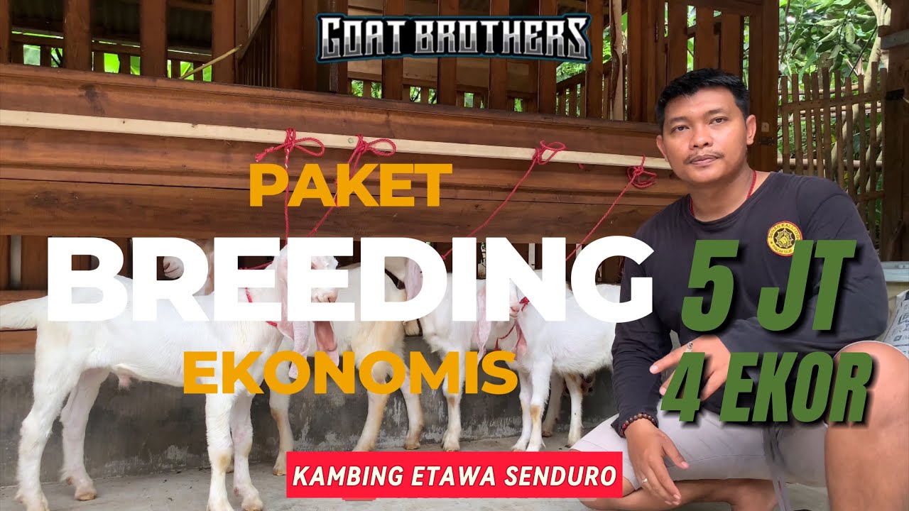 4ekor bahan breeding kambing pe senduro hanya 5JUTA‼️ - YouTube