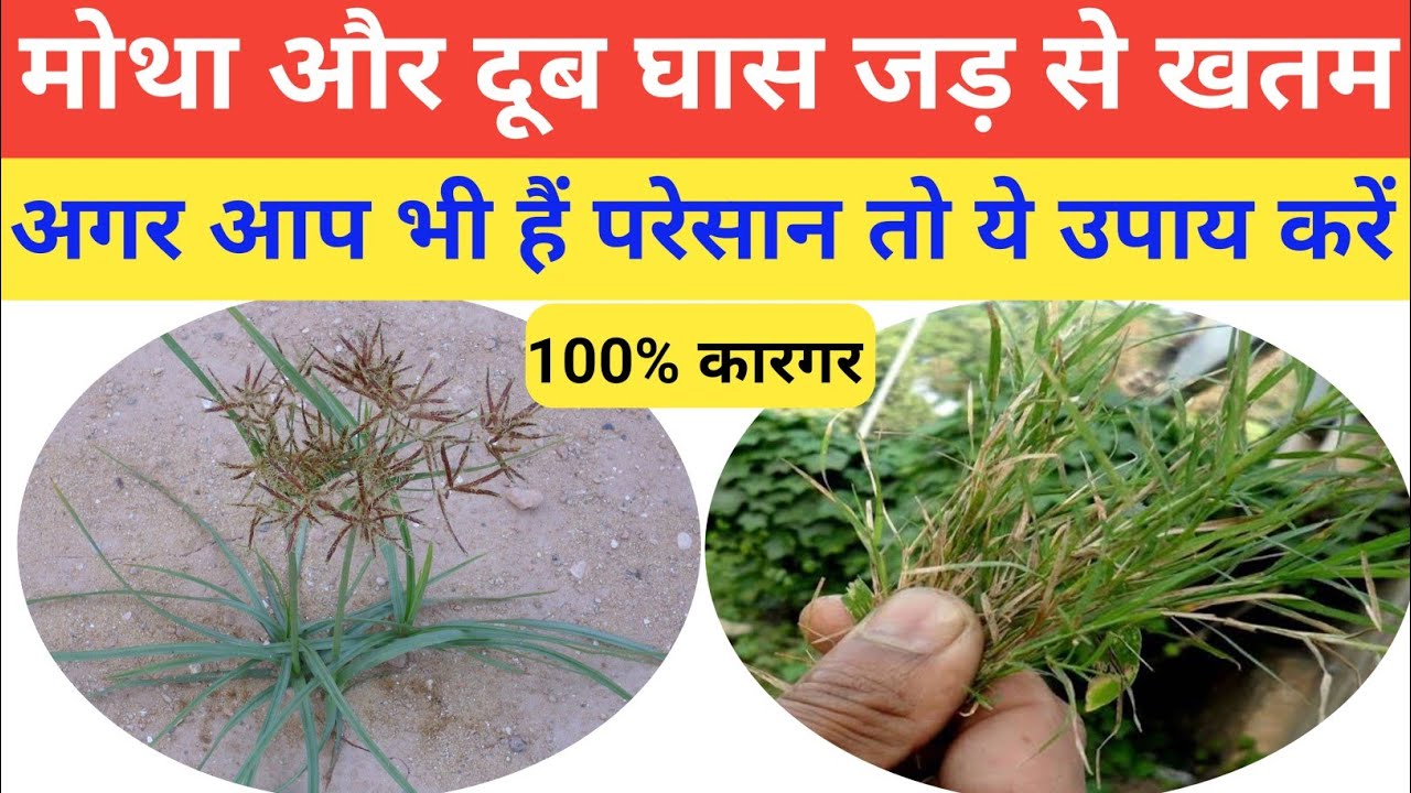 मोथा और दूब जैसे खरपतवार से छुटकारा कैसे पायें | Motha ghas ki dawa ...