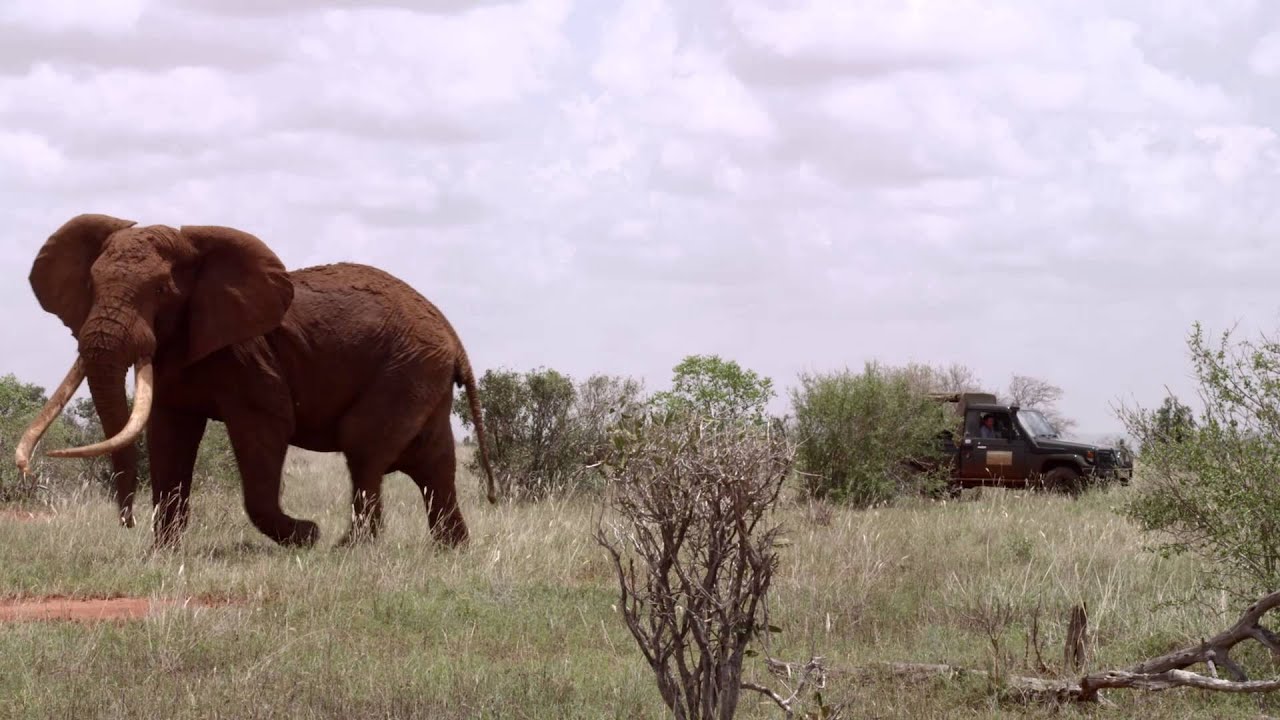 Satao - Swahili - The Death of a Giant - YouTube