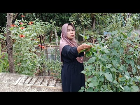 Hidup di Kampung | Cooking ,Memetik Daun Lumay, Menanam Bayam - YouTube