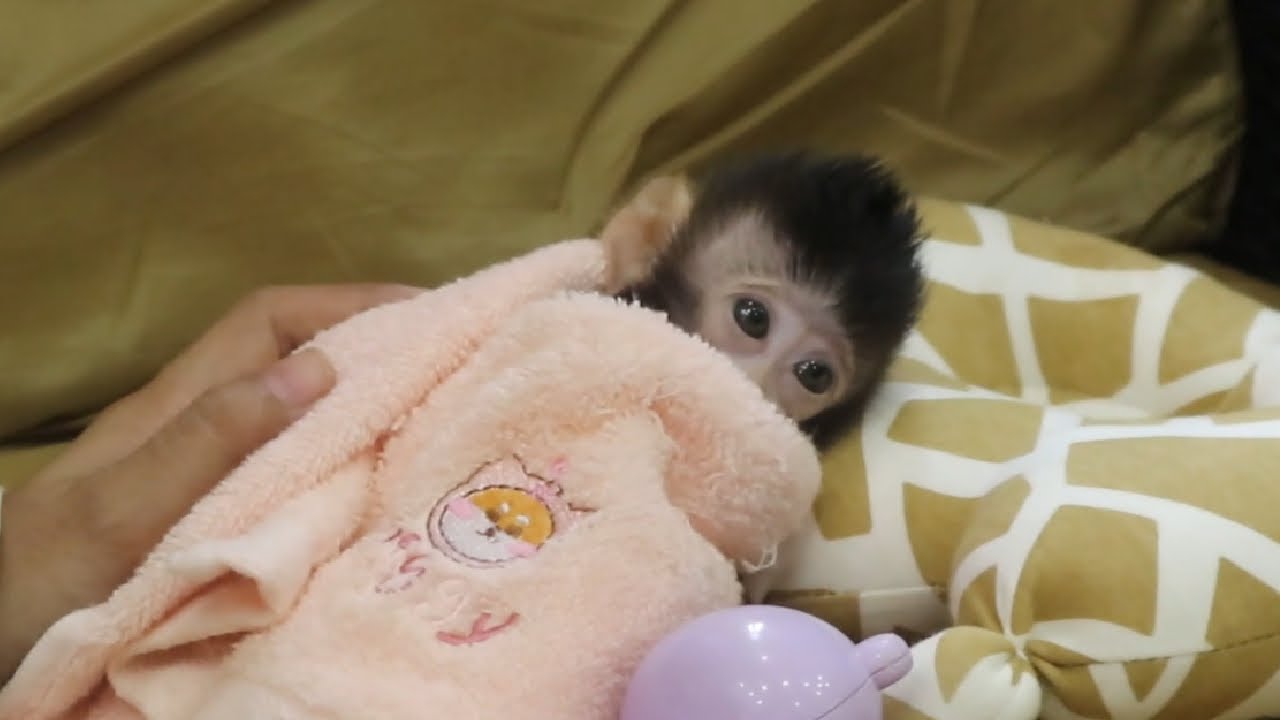 So cute baby monkey when she sleeping on the mattress || Monkey ...
