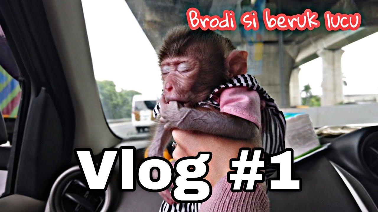 BRODI VLOG #1 SI BERUK LUCU - YouTube