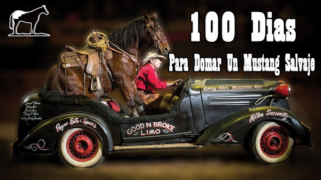 DOMANDO Un Caballo Salvaje En 100 Dias (Extreme Mustang Makeover ...