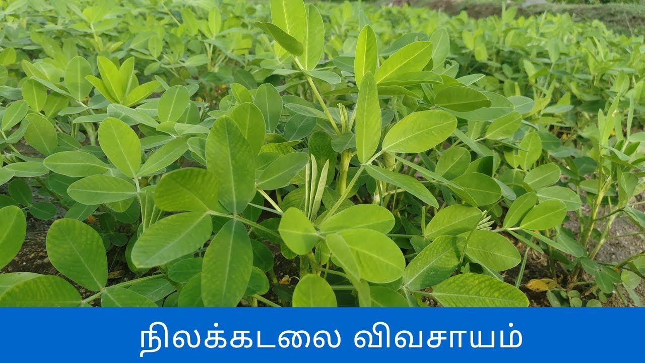 நிலக்கடலை விவசாயம் மற்றும் பயன்கள் | Veetu thottam in tamil | Namma ...
