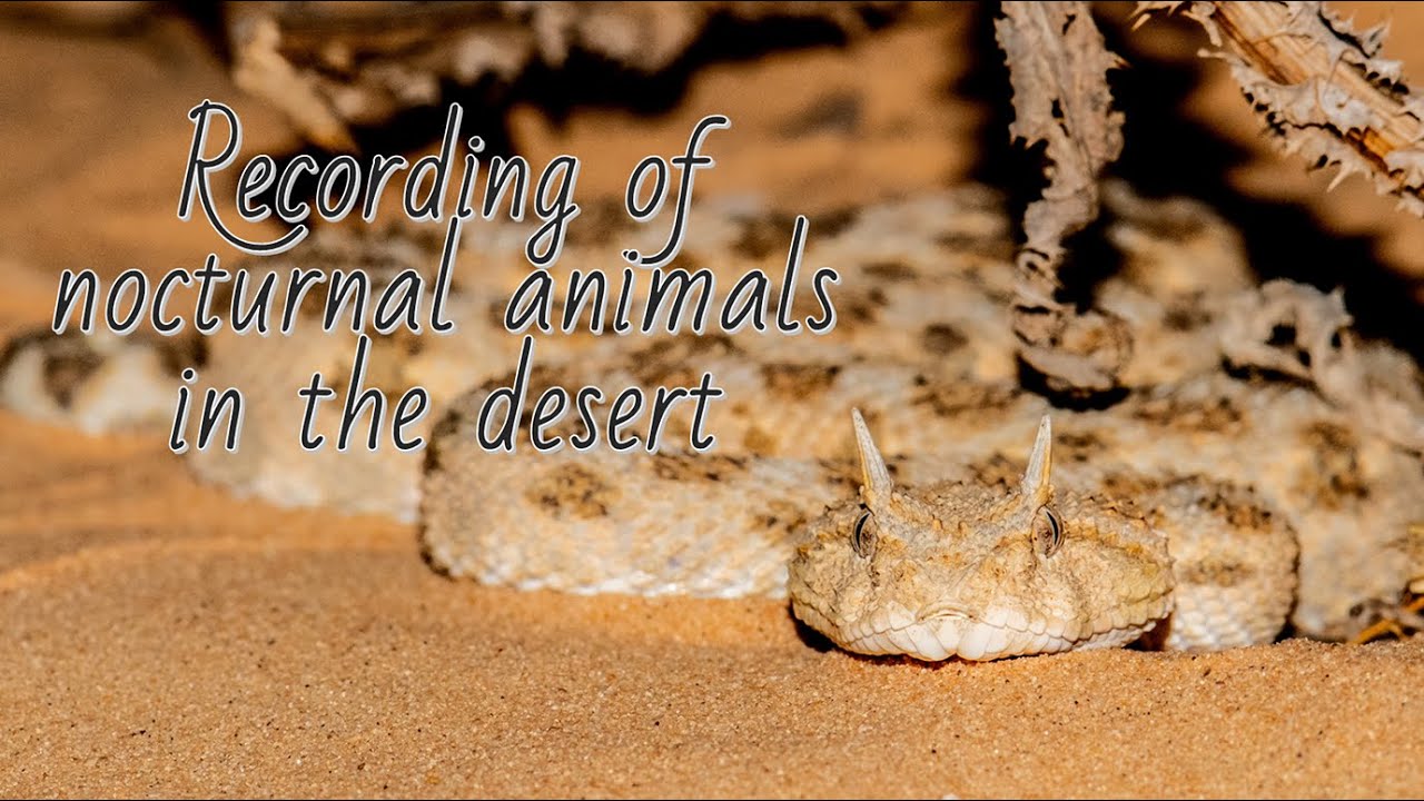 תיעוד לילי של בעלי חיים במדבר | Recording of nocturnal animals in the ...