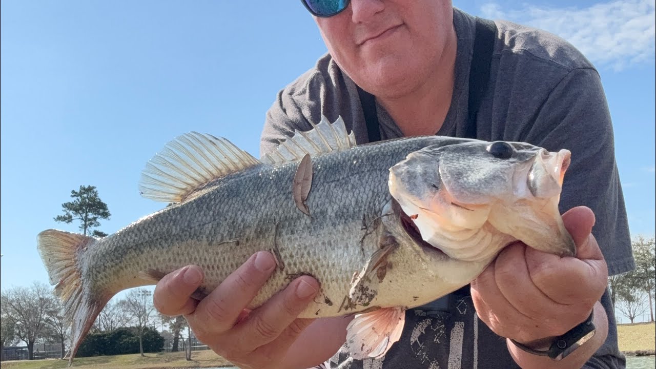Two nice bass at an overfished park lake (accidentally deleted a third ...