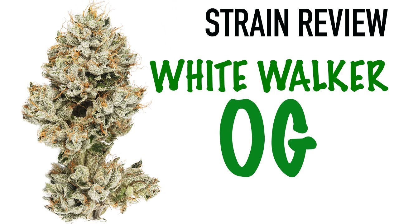 WHITE WALKER OG KUSH STRAIN REVIEW - YouTube
