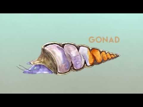 Parasitic Castration of the California Horn Snail - YouTube