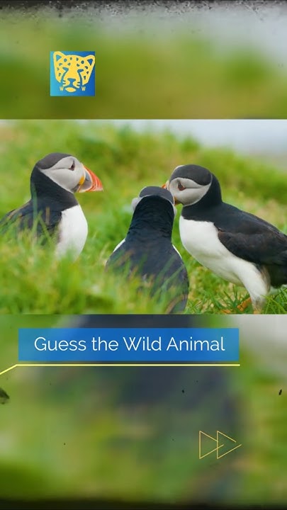 Guess the Wild Animal: They Are Excellent Divers | #GuessTheAnimal ...
