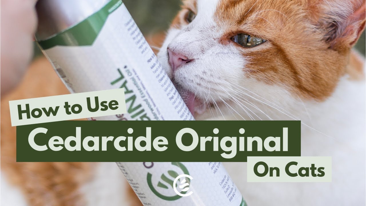 How to Use Cedarcide Original on Cats | Cedarcide - YouTube