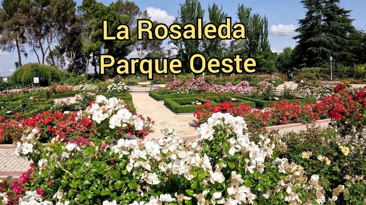 [4k] 🇪🇸Madrid Blooming Beauty: Explore Parque del Oeste's Rosaleda with ...