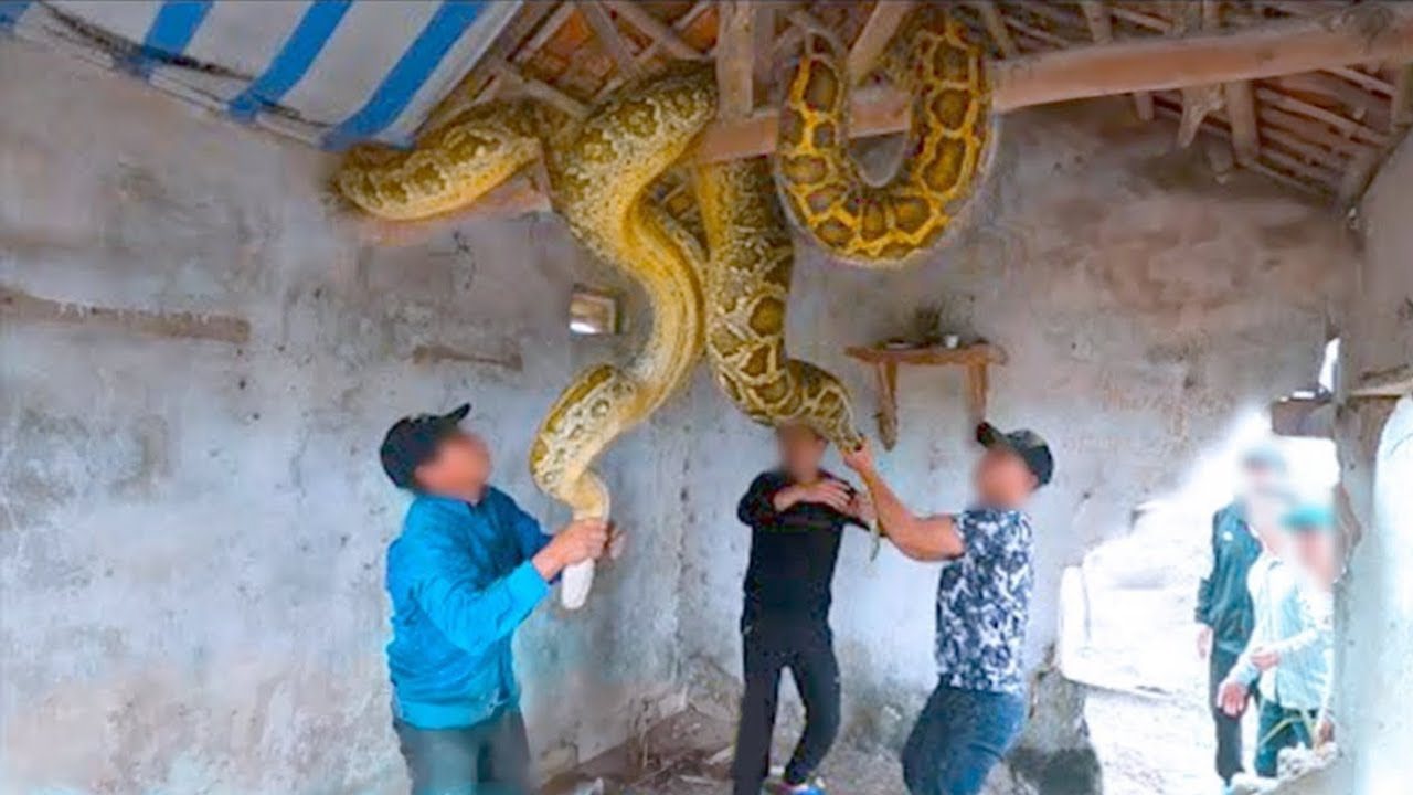 Biggest Snakes Ever Caught On Camera - YouTube