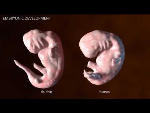 Human vs dolphin embryo. - YouTube