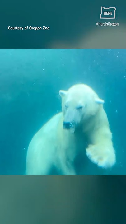 Watch Nora the polar bear take a plunge at the Oregon Zoo - YouTube