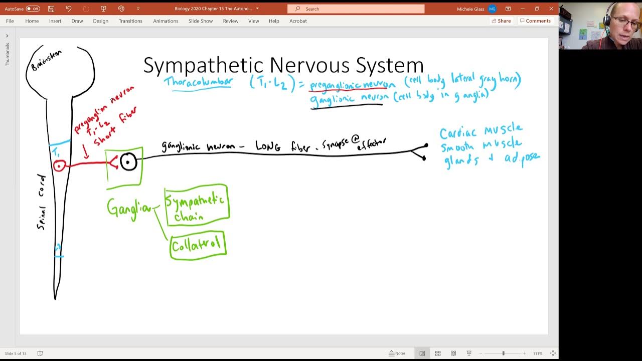Biology 2020 The Autonomic Nervous System Sympathetic Division part 1 ...