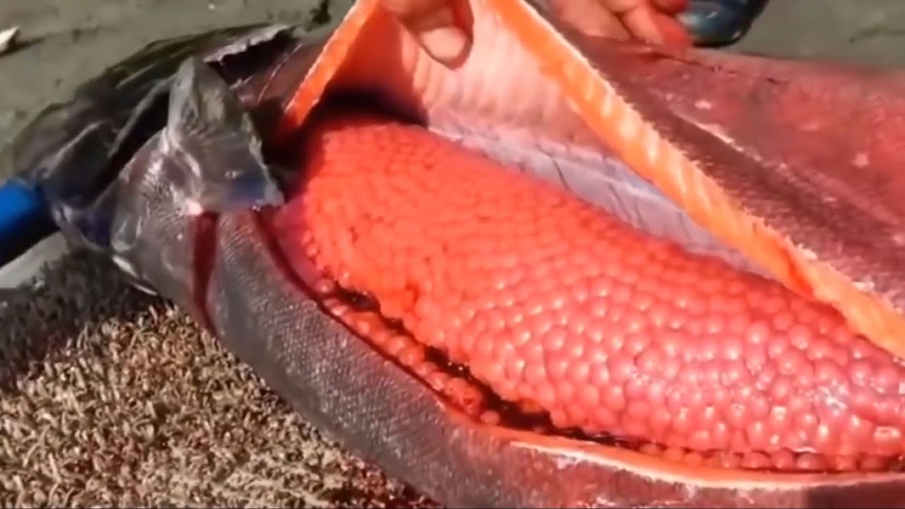 Salmon Eggs Harvesting & Automatic Fish Egg Fertilization Processing ...