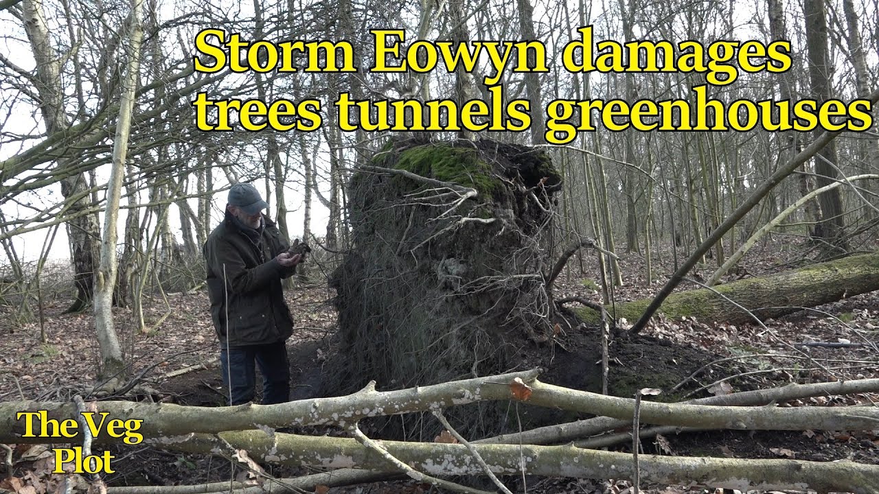 Storm Eowyn trees down greenhouses destroyed allotment damage - YouTube