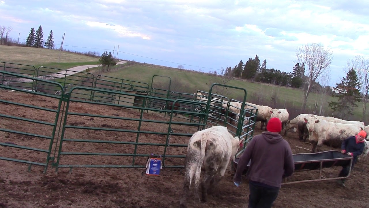 Deworming cows - No chute, No stress. Cattle handling at its finest ...