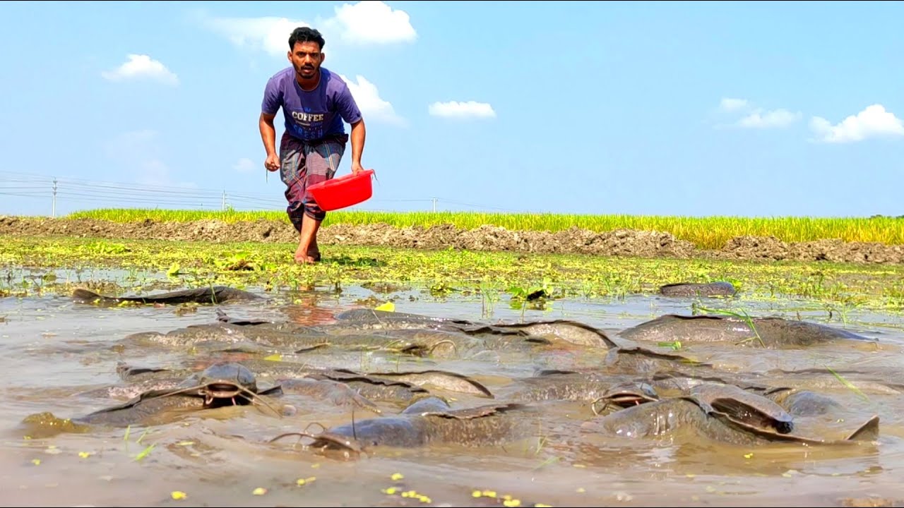 Amazing Fish Catching Video - Lots Of Big Catfish Catching By Hand From ...
