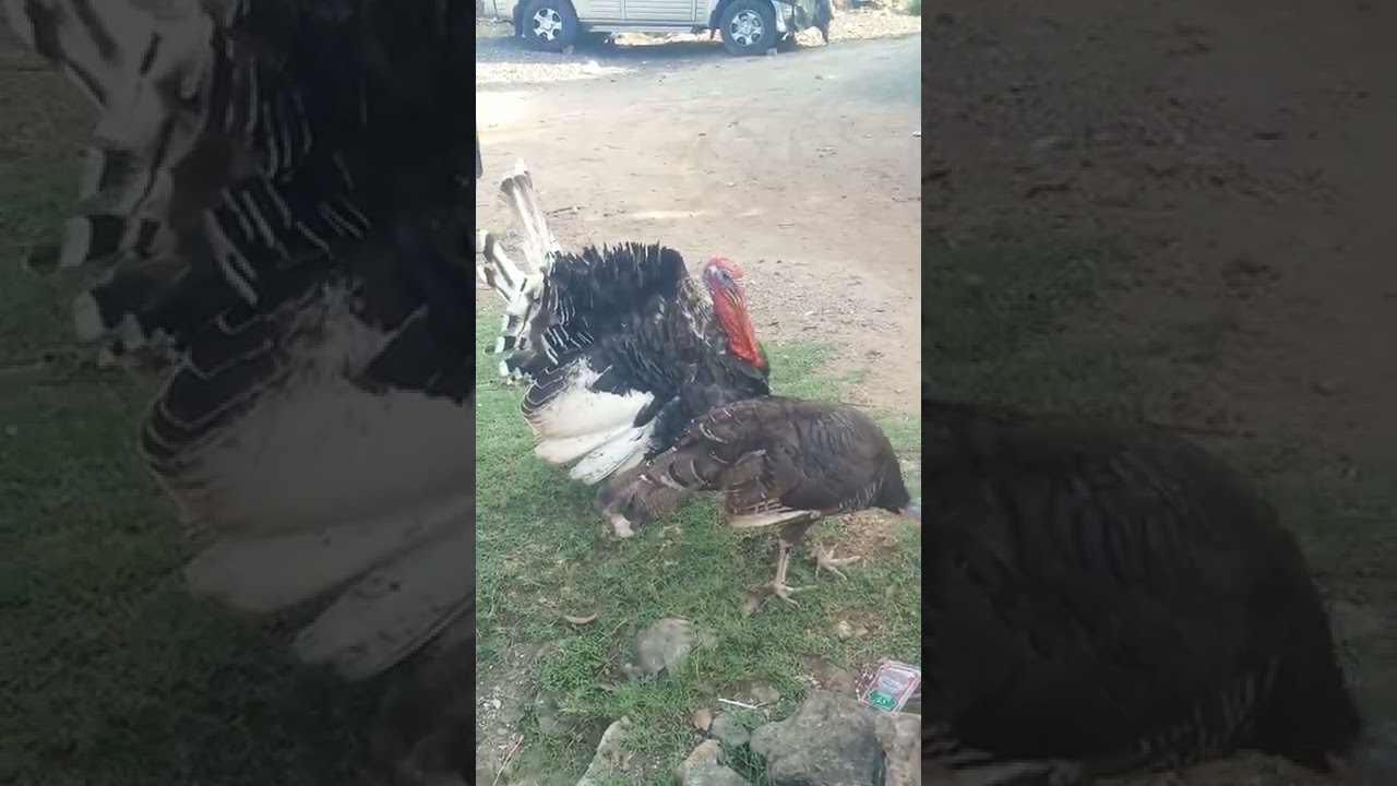 Turkey - van koli - YouTube