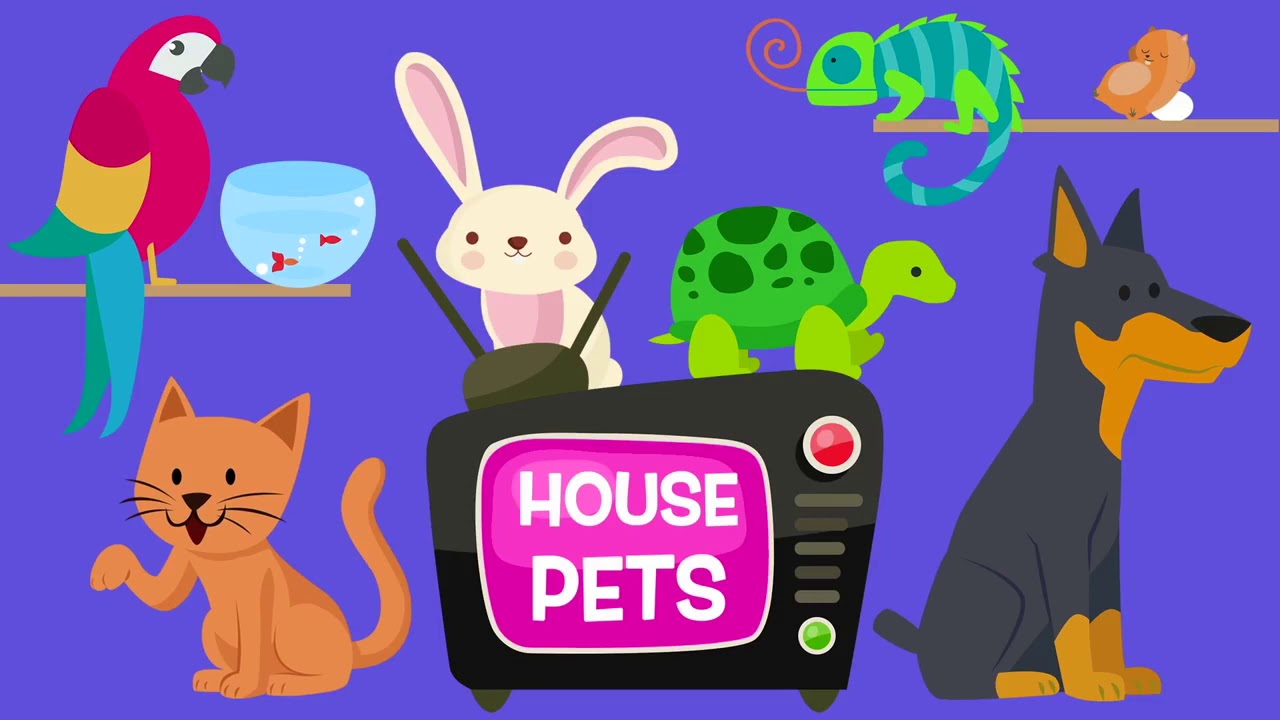 pet animals for kids - YouTube