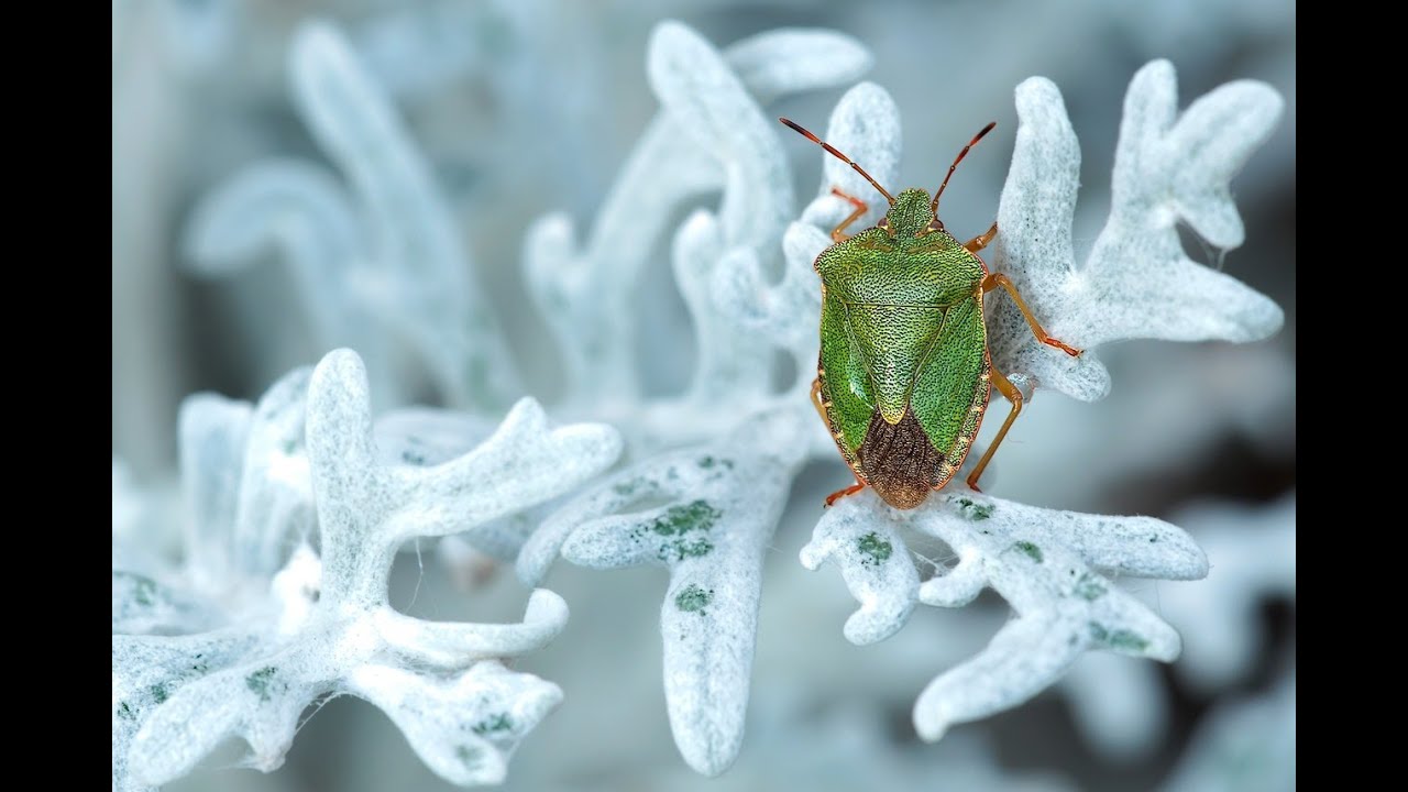 Natural Aphid Control - Predator Insects - YouTube