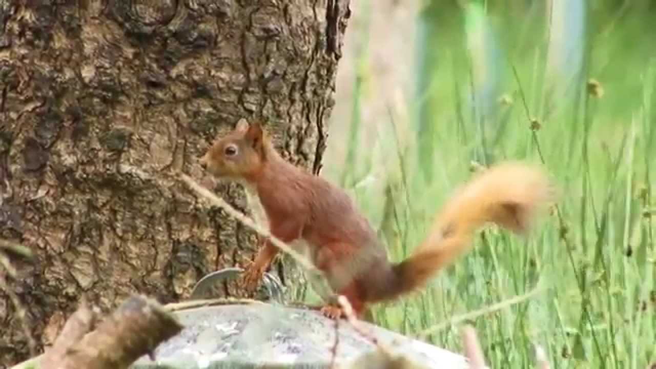 Red Squirrels near Hawes in North Yorkshire - YouTube