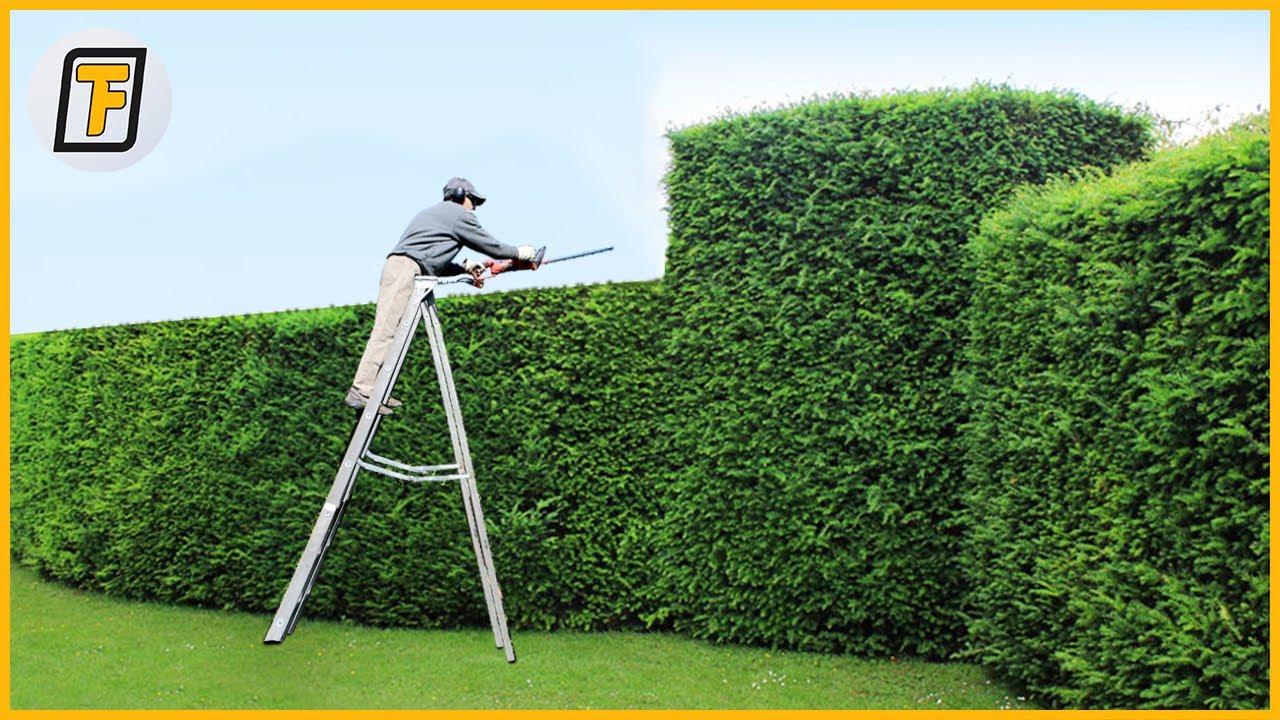 ⚡ OVERGROWN Hedges Are Cut Like CHEESE - Satisfying Hedge Trimming ...