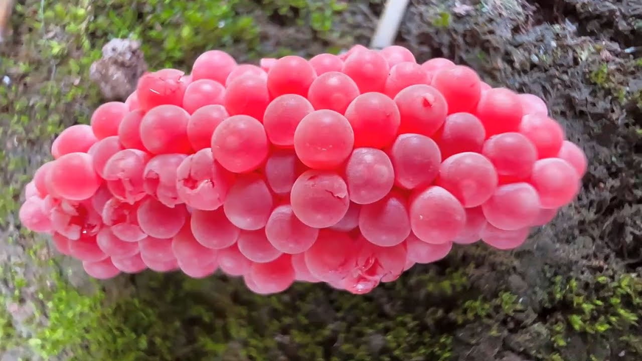 Invasive snail eggs crushed | Apple snail Eggs ASMR 🐌17 - YouTube