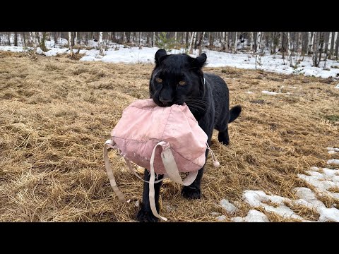 Luna the panther is enjoying spring! It's time to play again! (ENG SUB)