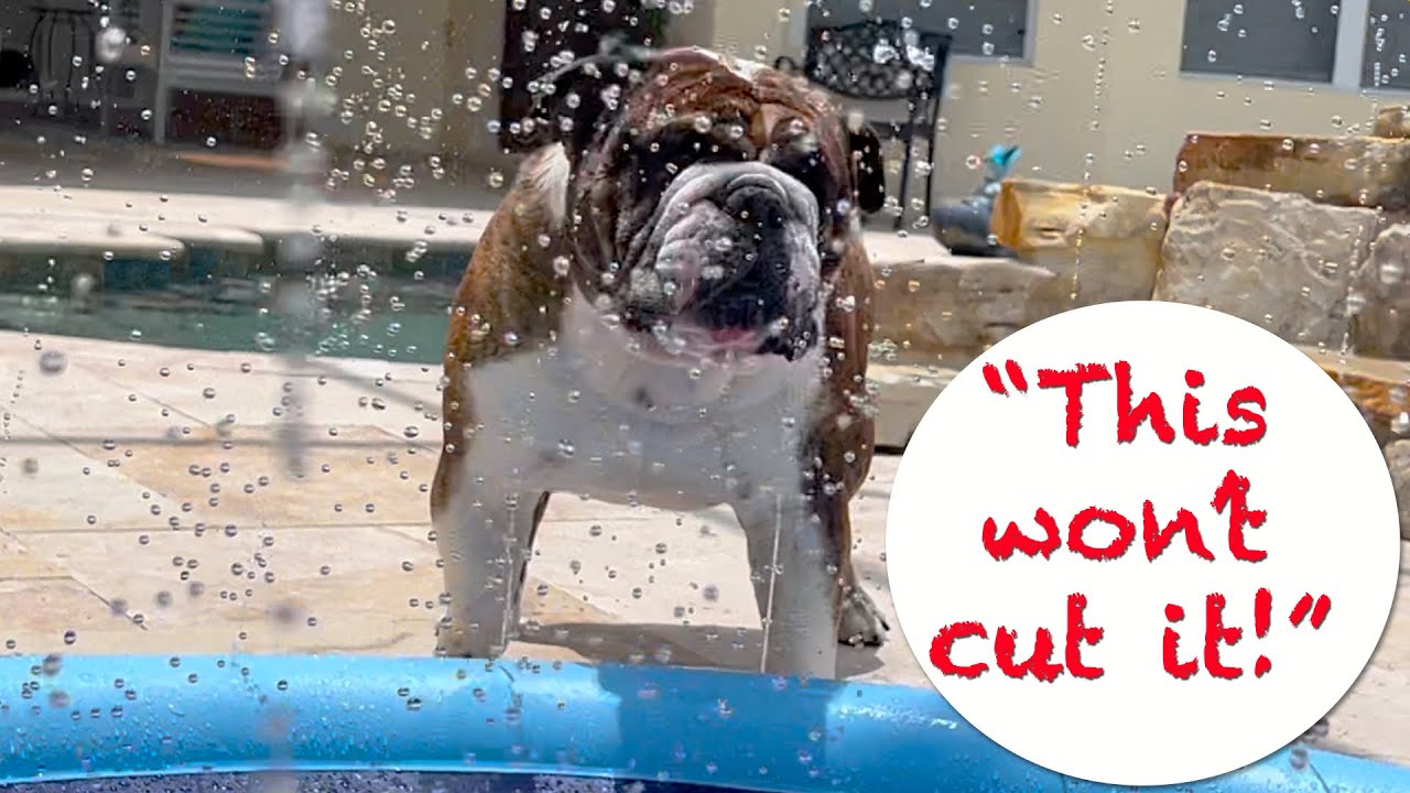 Lol, Bulldog Rocky's Candid Product Review on the Splash Pad ...