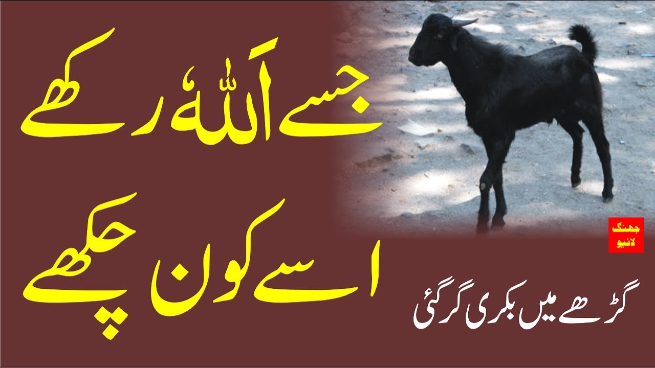 goat rescue operation | goat rescue | animal rescue | jhang live - YouTube