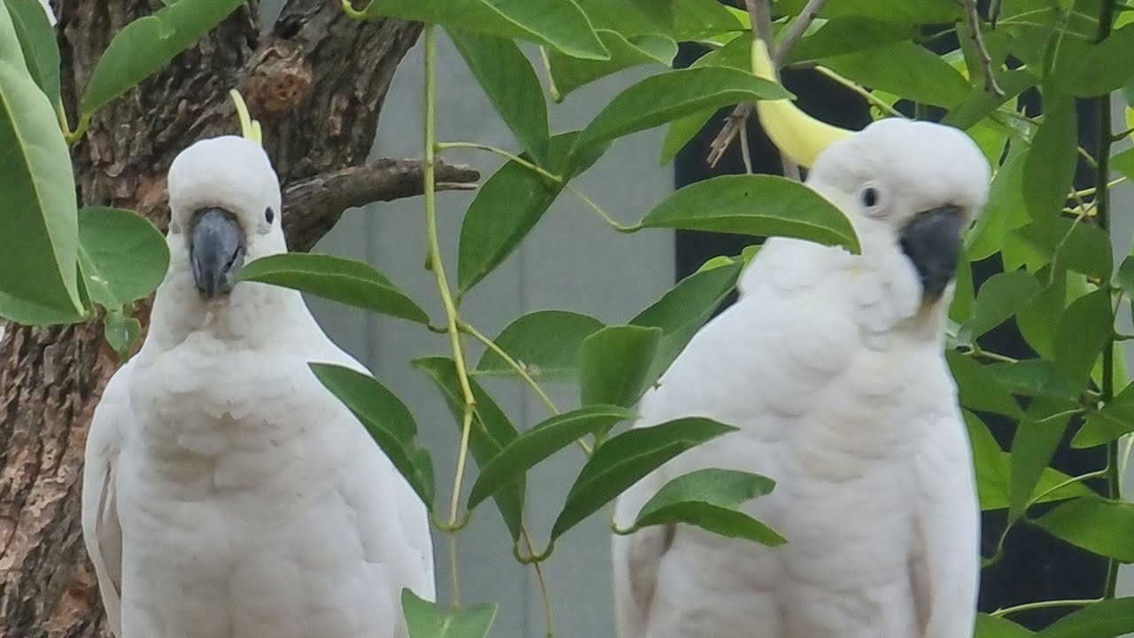 Feeding wild birds 😍 Australian wild birds Cockatoos lorikeets turkey ...