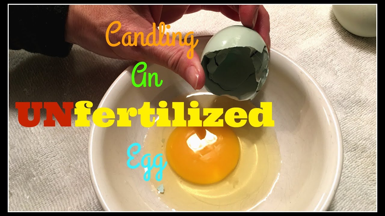 Candling An Unfertilized Egg Day 10 YouTube candling-an-unfertilized-egg-day-10-youtube