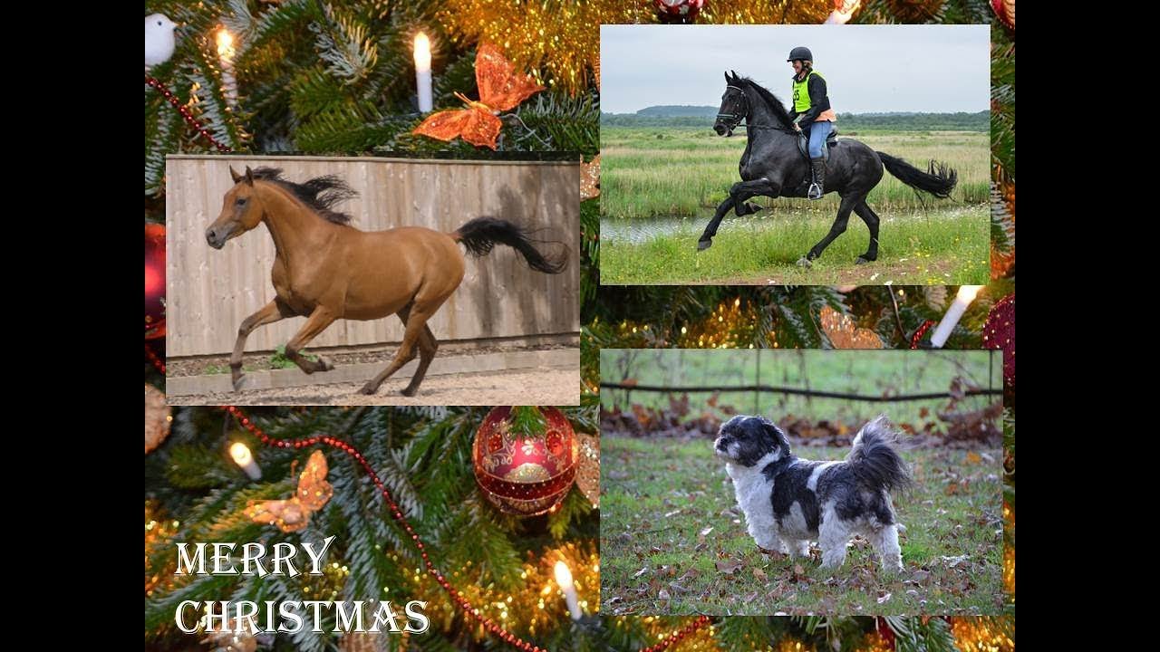 CHRISTMAS SPECIAL Friesian horse, Arabian horse & small dog Ike - YouTube