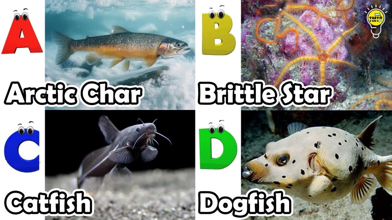 Cute ocean animals | ABC phonics animals | English and Animals for Kids ...