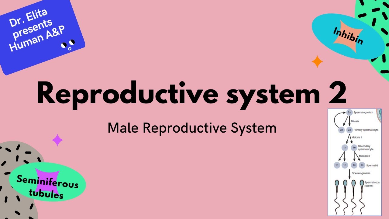 8 Male reproductive system - YouTube