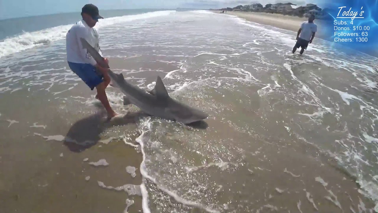 Shark Release - YouTube