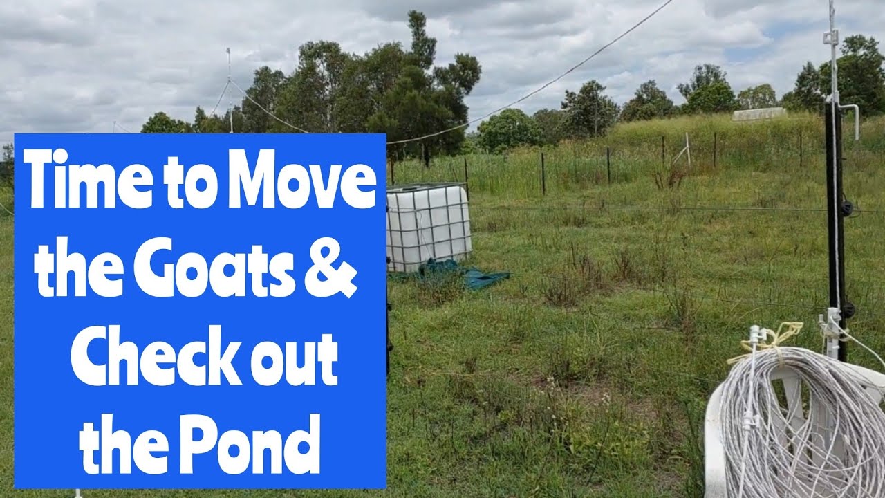 Moving the Goats, Pond Update and More Mowing - YouTube